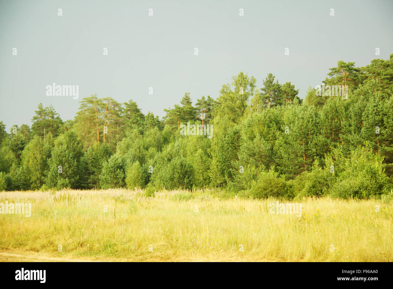 russian forest summer Stock Photo - Alamy