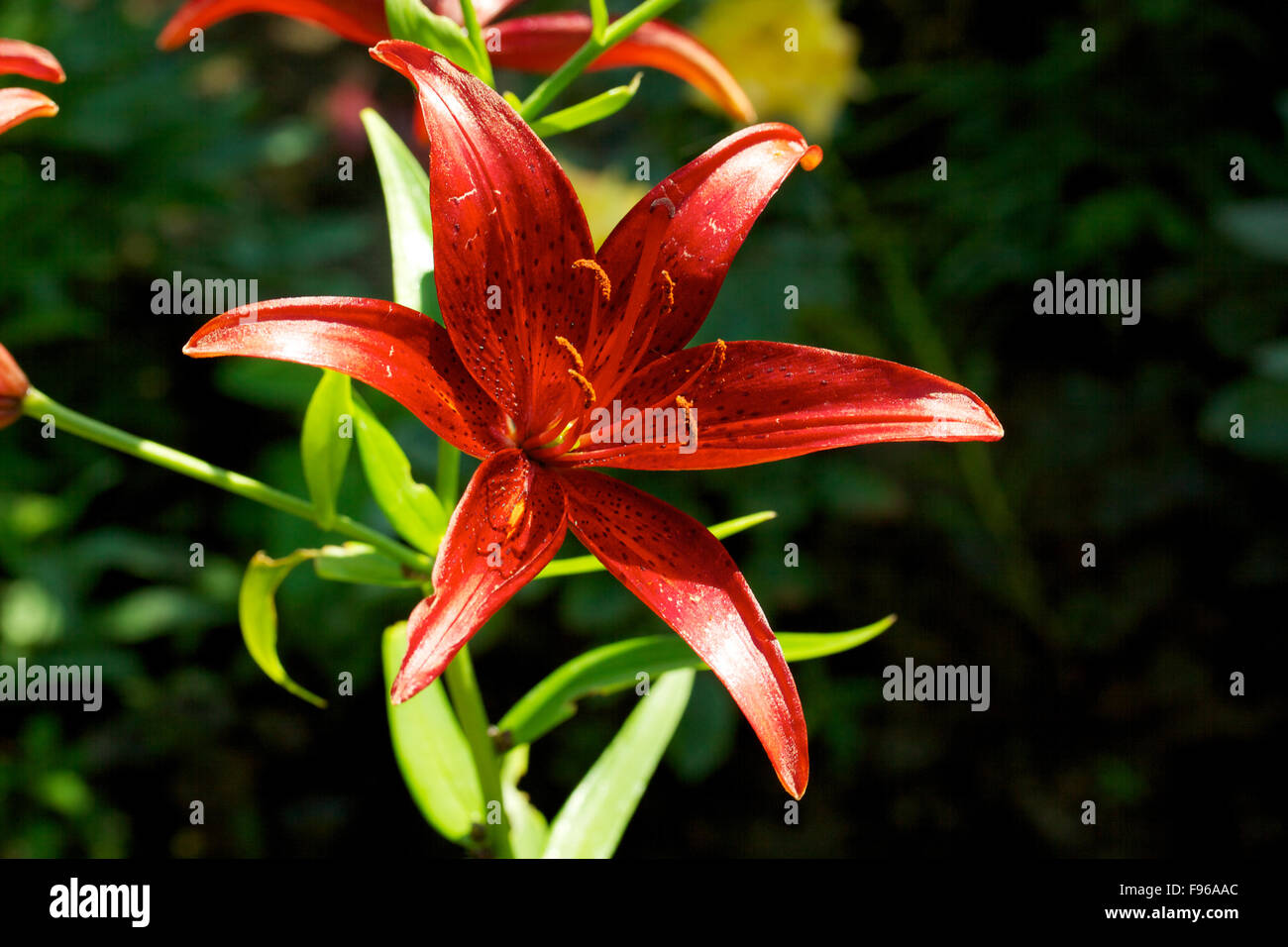 lily flower, Lilium Stock Photo - Alamy