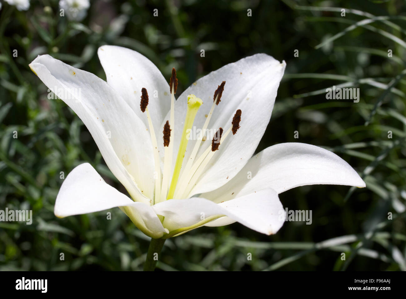 lily flower, Lilium Stock Photo - Alamy