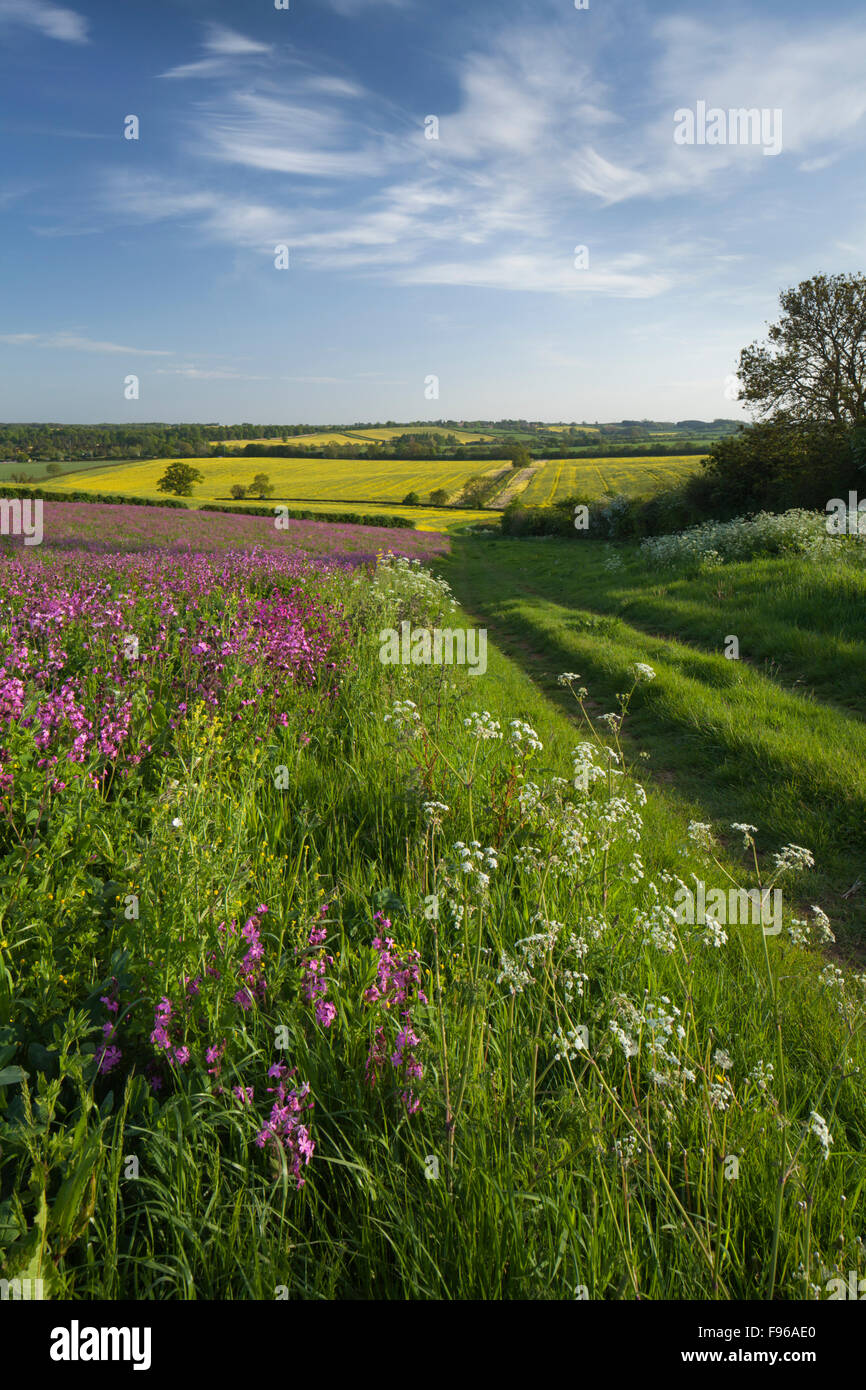 A field margin sown with pollen and nectar rich wildflowers for bees ...