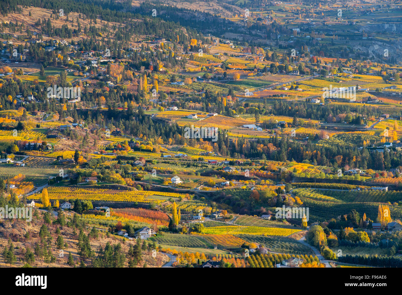 Colourful vineyards and orchards on the Naramata Bench at sunset in the ...