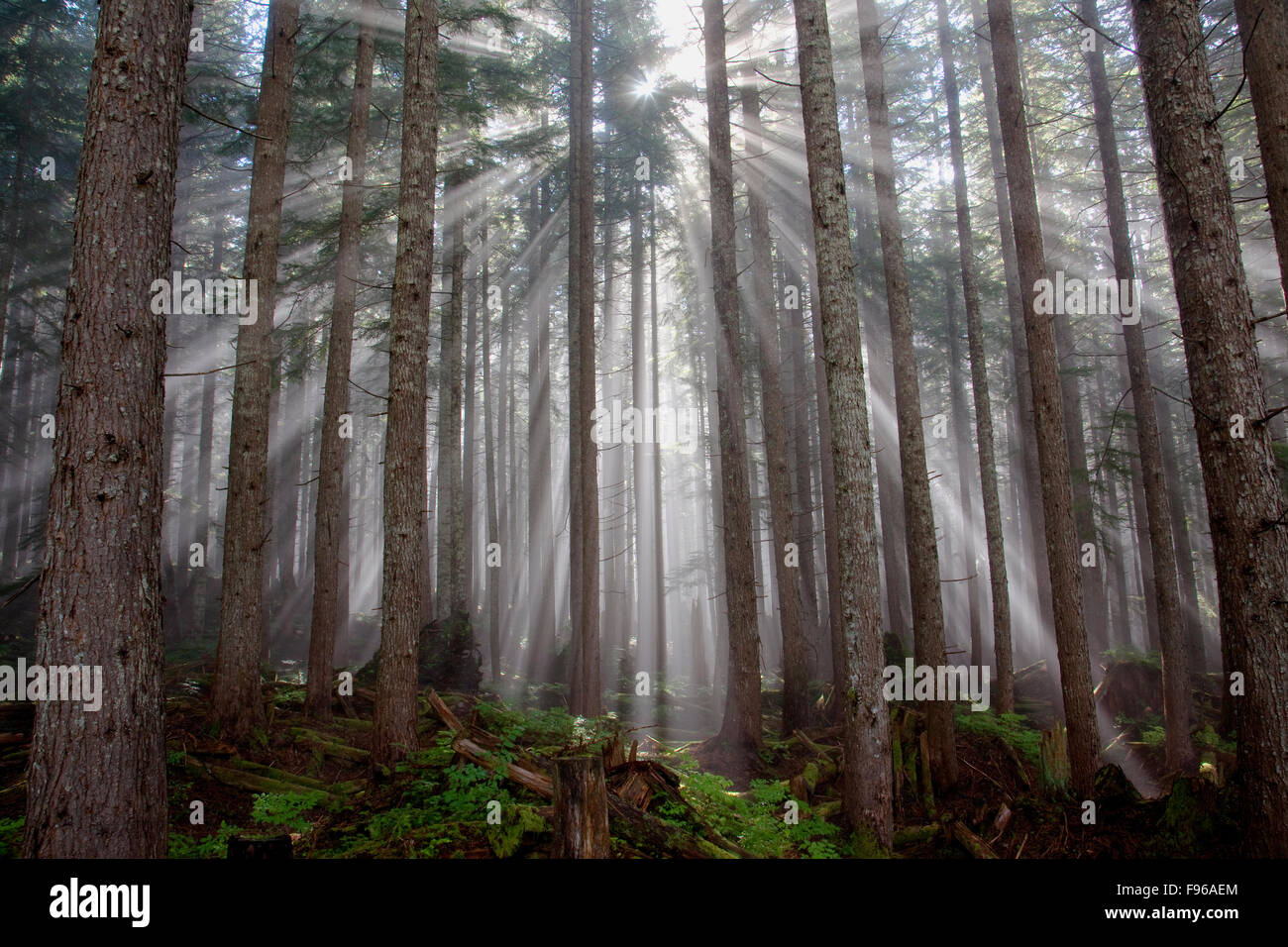Coastal Temperate Rainforest, Hiking, Photography, Clearing Fog, Mist ...
