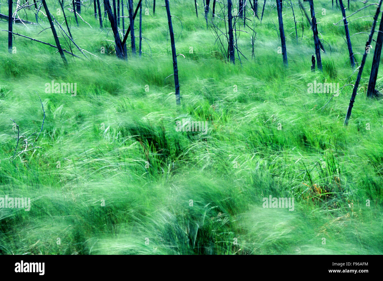 Waving grasses hi-res stock photography and images - Alamy