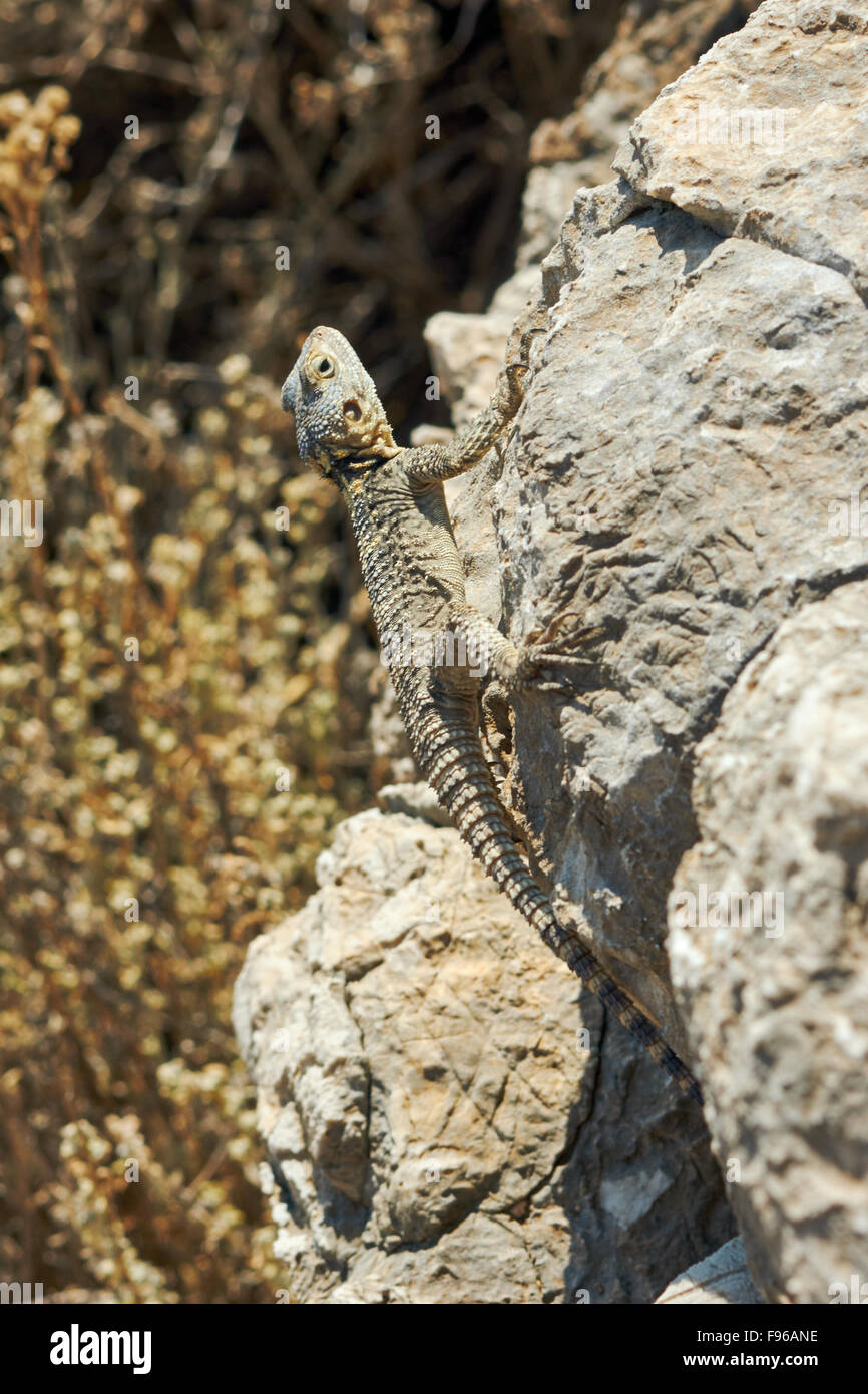 Greek lizard on a rock Stock Photo - Alamy