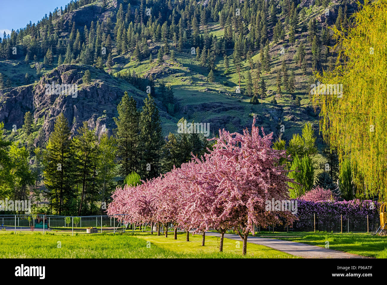 Flowering trees hi-res stock photography and images - Alamy