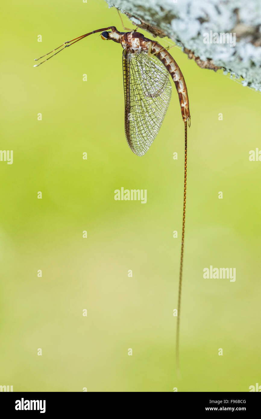 Shad fly hi-res stock photography and images - Alamy