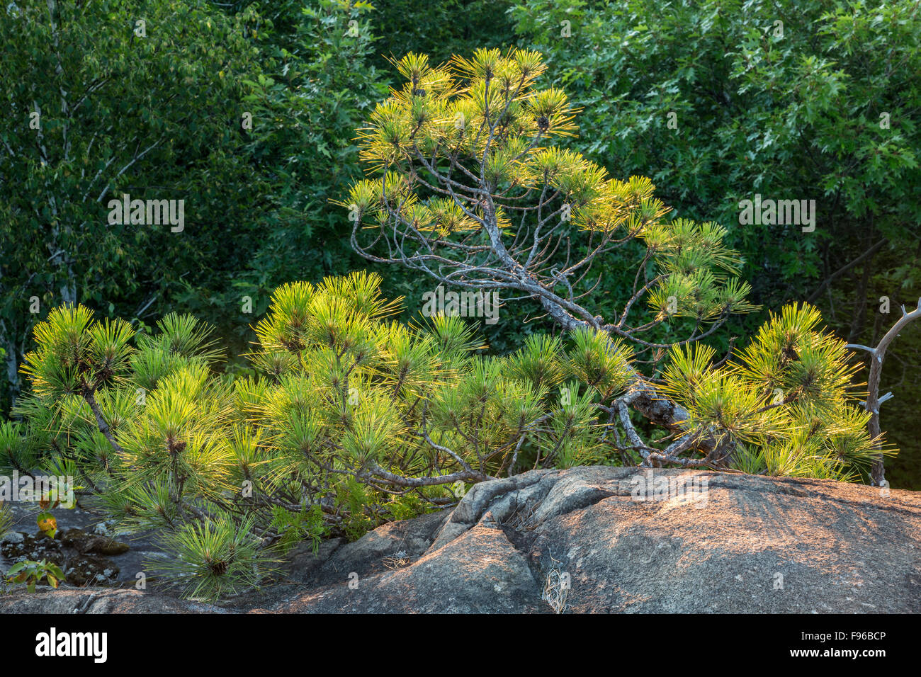 Red pine hi-res stock photography and images - Alamy