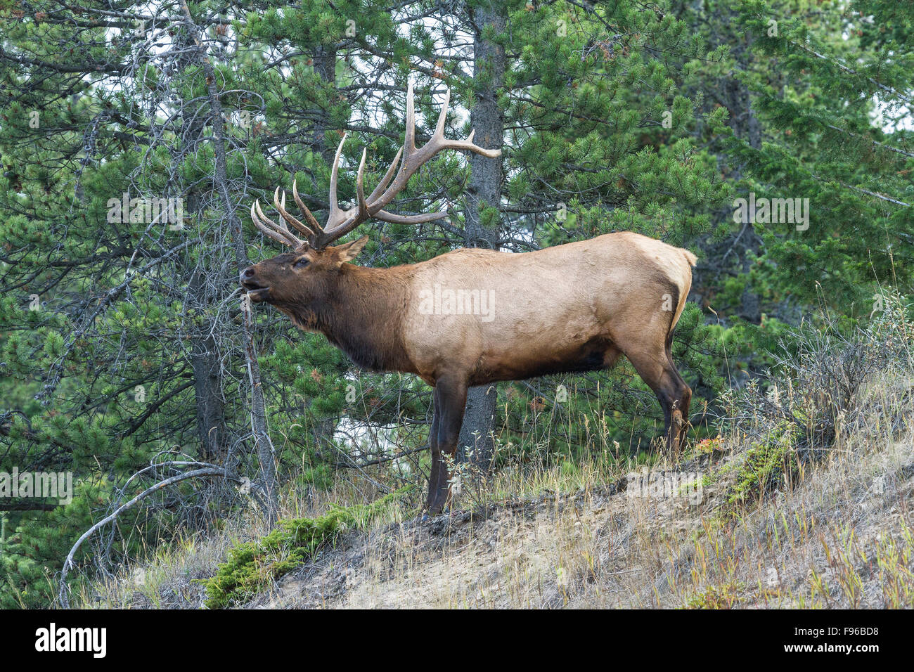 Stag Side View Stock Photos & Stag Side View Stock Images - Alamy