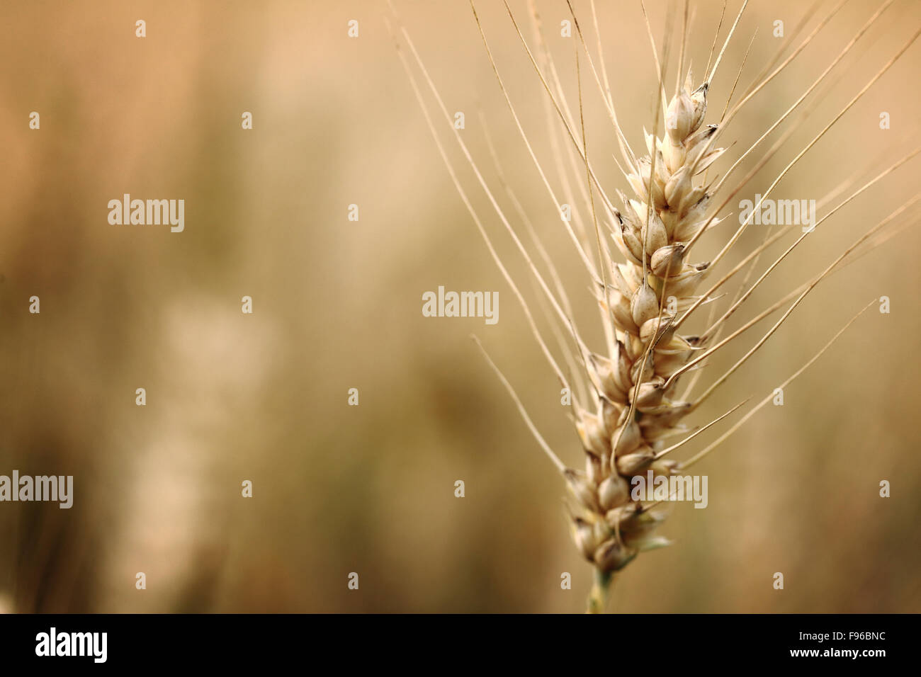 wheat head, wheat, field, crop, agriculture, plant, summer, ripe, seed ...