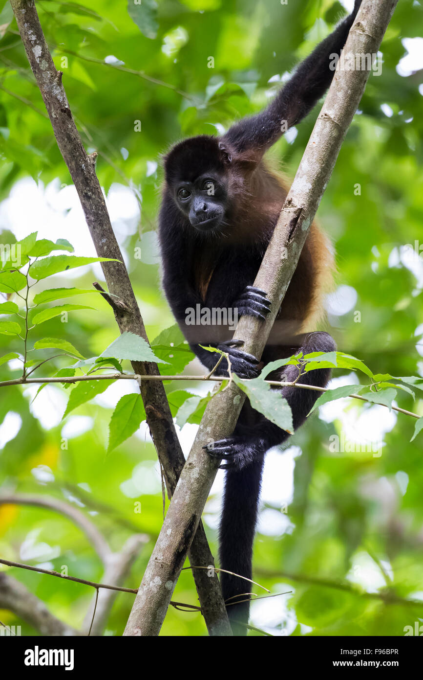 Howler Monkey cape, Alouatta palliata, Adult in the canopy, Osa ...