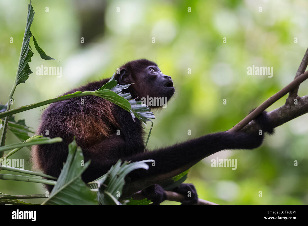 Howler Monkey cape, Alouatta palliata, Adult in the canopy, Osa ...