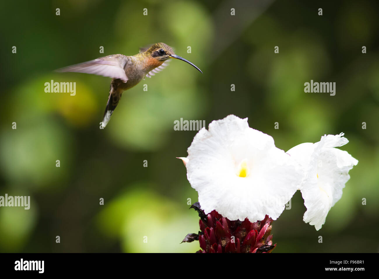 Fly bird, Osa Peninsula, Costa Rica Stock Photo - Alamy