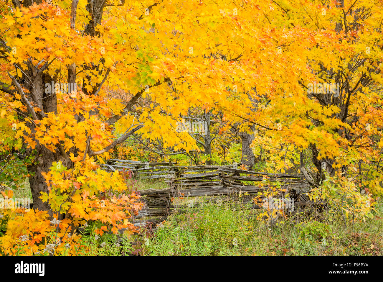 Split cedar rail fence, autumn maples, Manitoulin Island, Ontario ...
