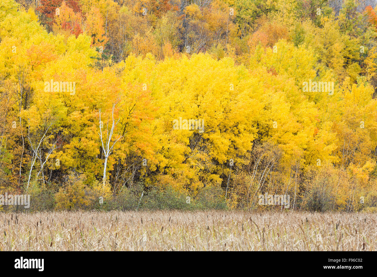 Poplars autumn hi-res stock photography and images - Alamy