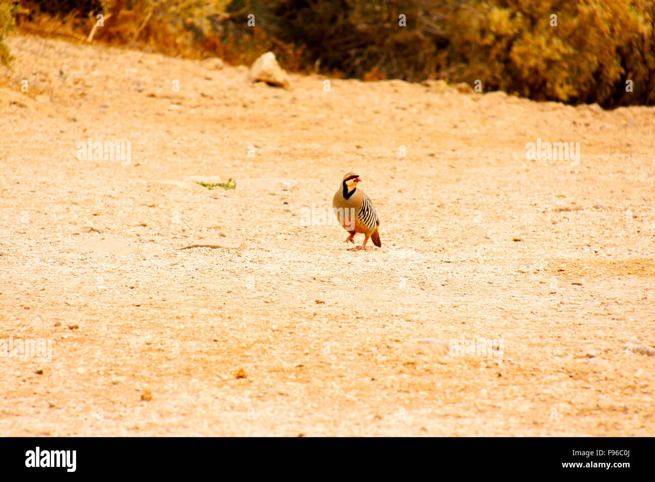 partridge during one hunted in nature Stock Photo - Alamy