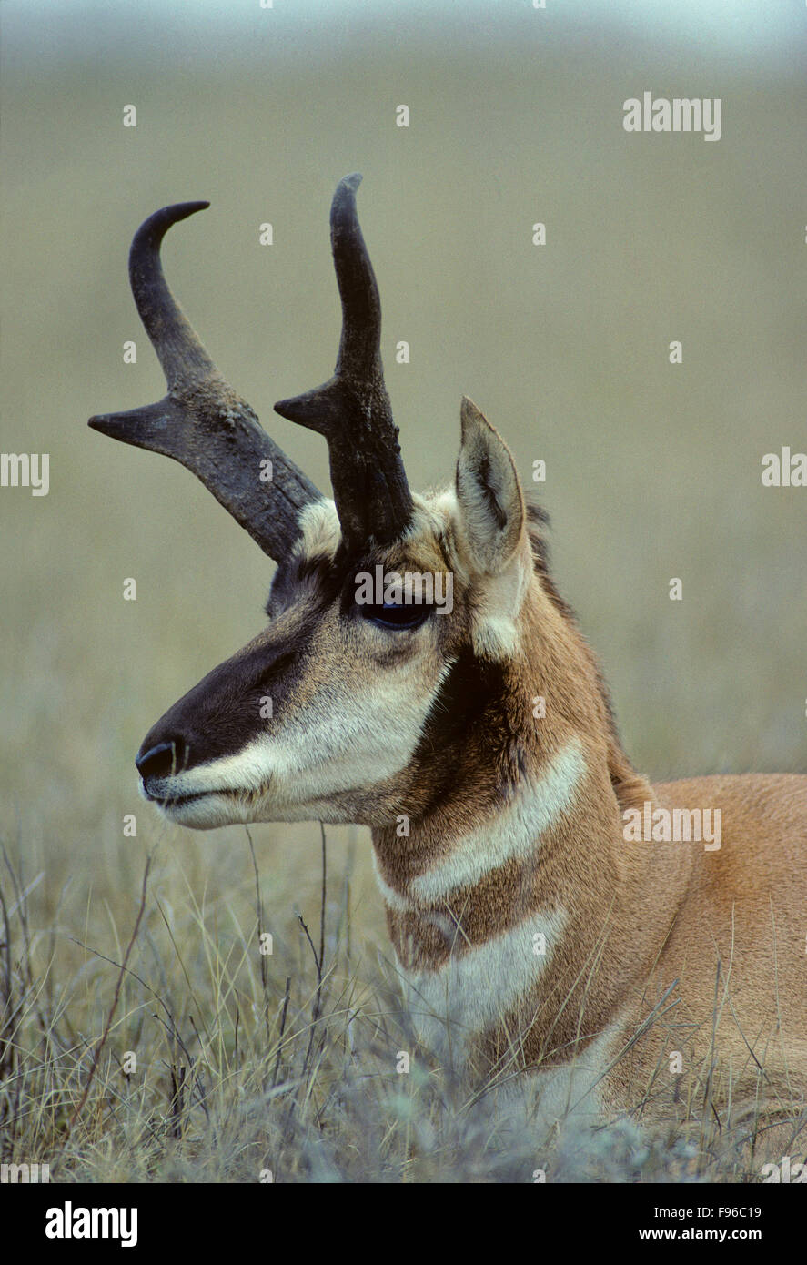 Pronghorn (Antilocapra americana) Adult Male. Each 'horn' is composed ...
