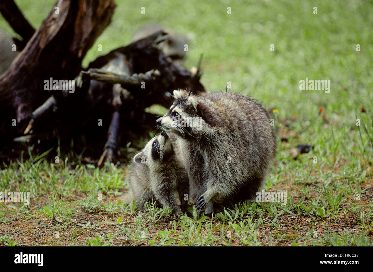Raccoon (Procyon lotor) Adult Female & Kit. Born in spring & raised by ...