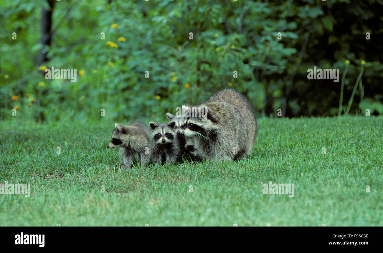 Raccoon (Procyon lotor) Adult Female & Kits which are born in spring ...