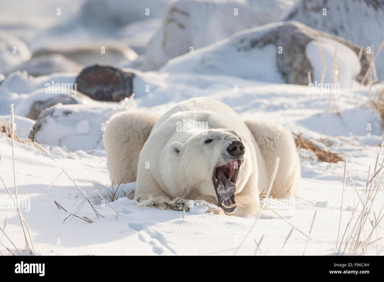 Yawn bear hi-res stock photography and images - Alamy