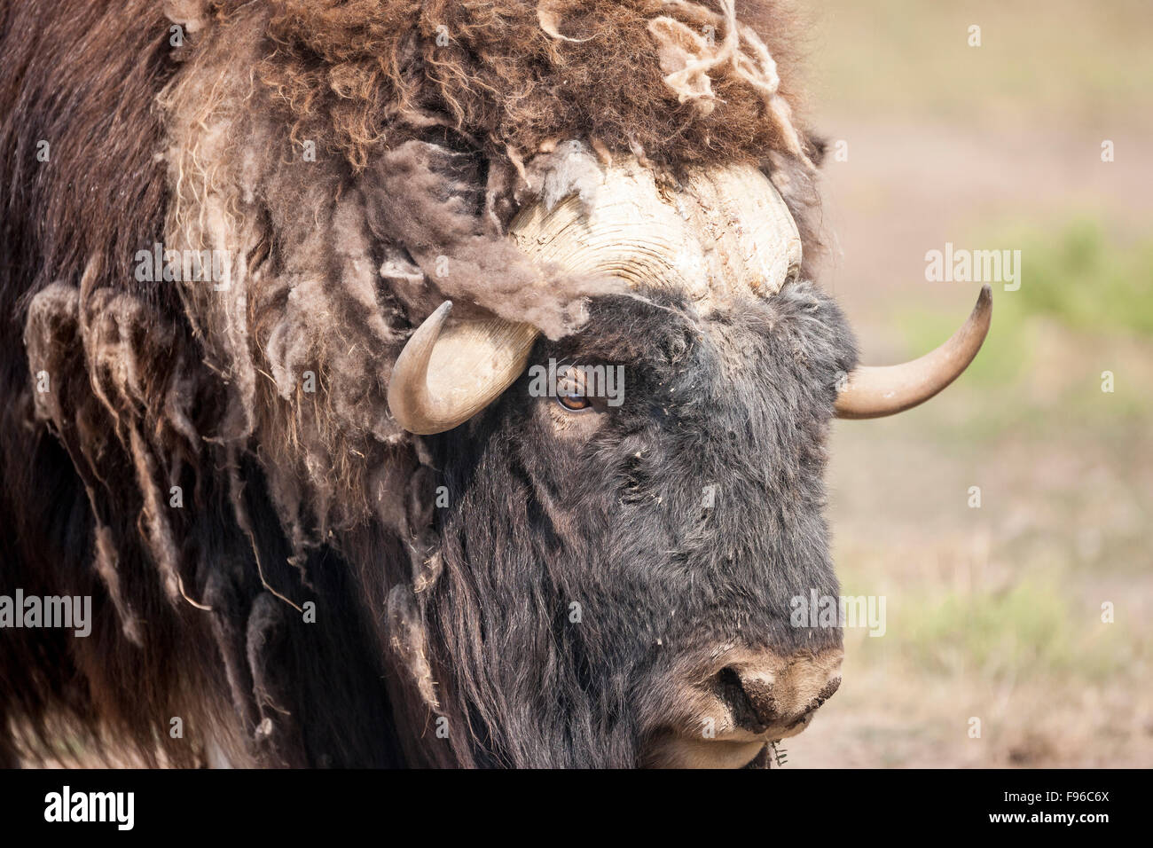 Canadian muskox hi-res stock photography and images - Alamy