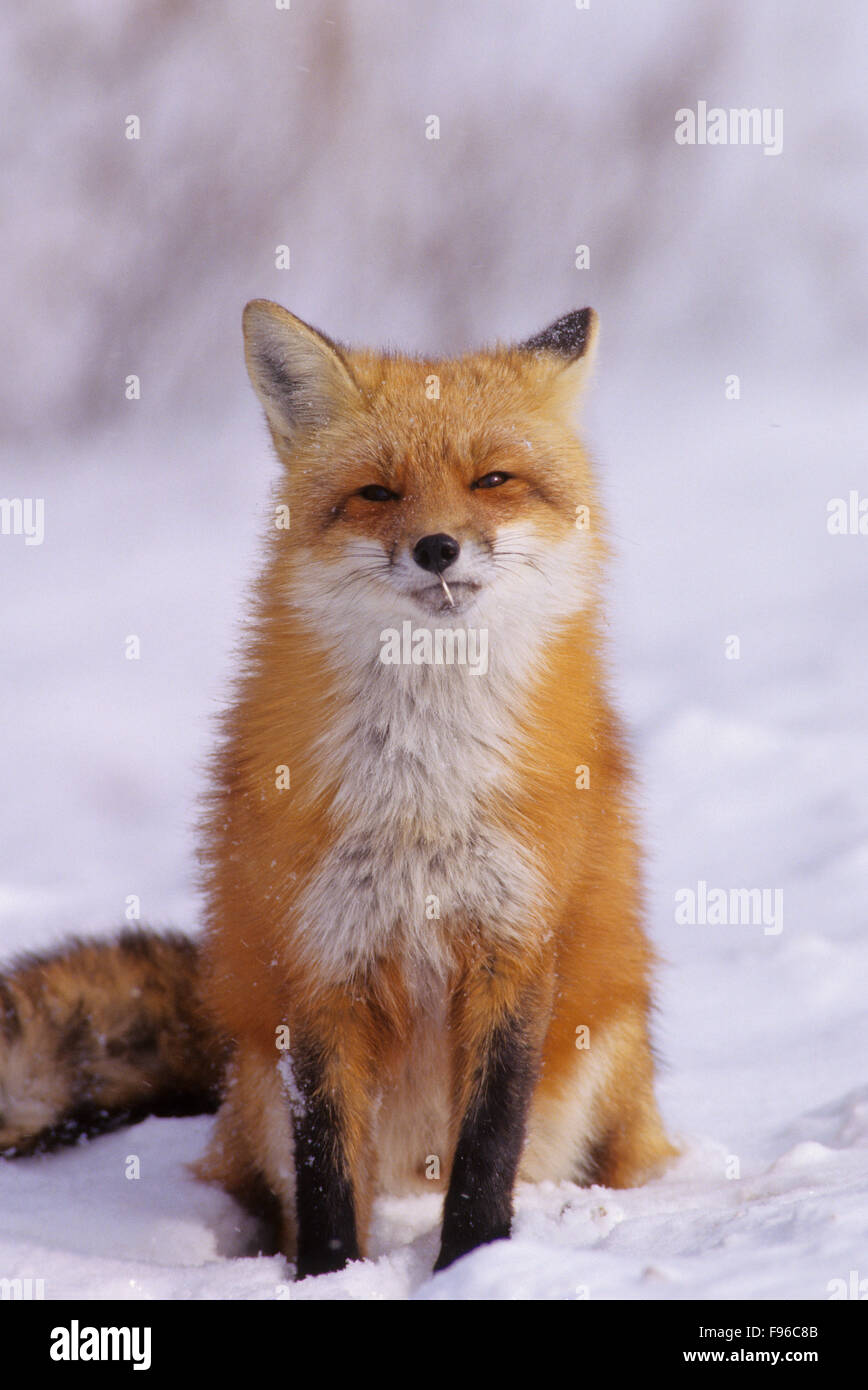 Red Fox (Vulpes vulpes) Adult with Porcupine (Erethizon dorsatum) quill ...