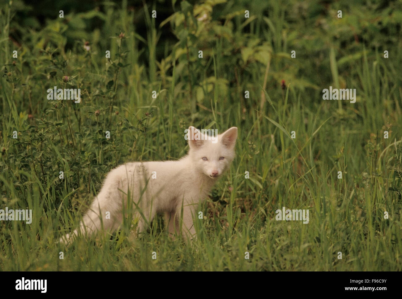 Red Fox (Vulpes vulpes) Kit (Albino). Complete albinism in red foxes is ...