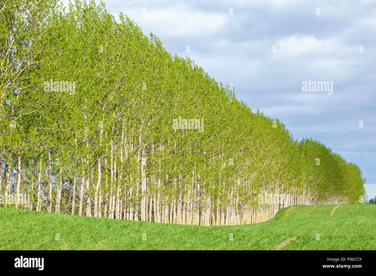 Line of trees hi-res stock photography and images - Alamy