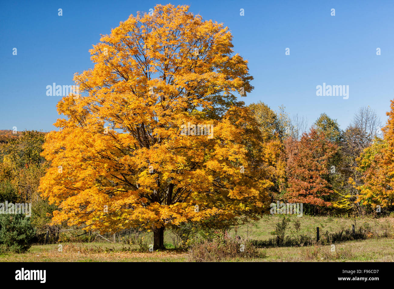 Moonstone hi-res stock photography and images - Alamy