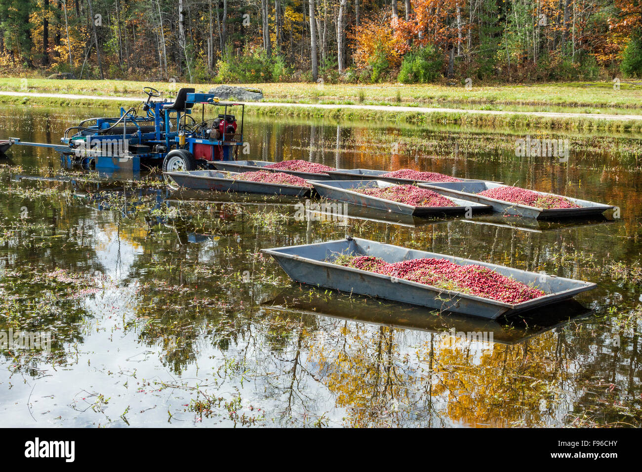 Cranberry farm near Bala, Ontaio, Canada Stock Photo - Alamy