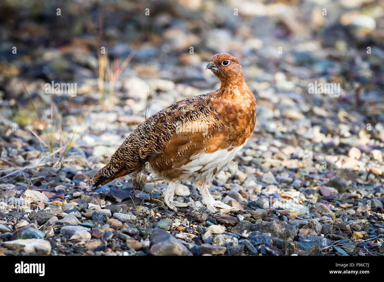 Male willow ptarmigan summer plumage hi-res stock photography and ...