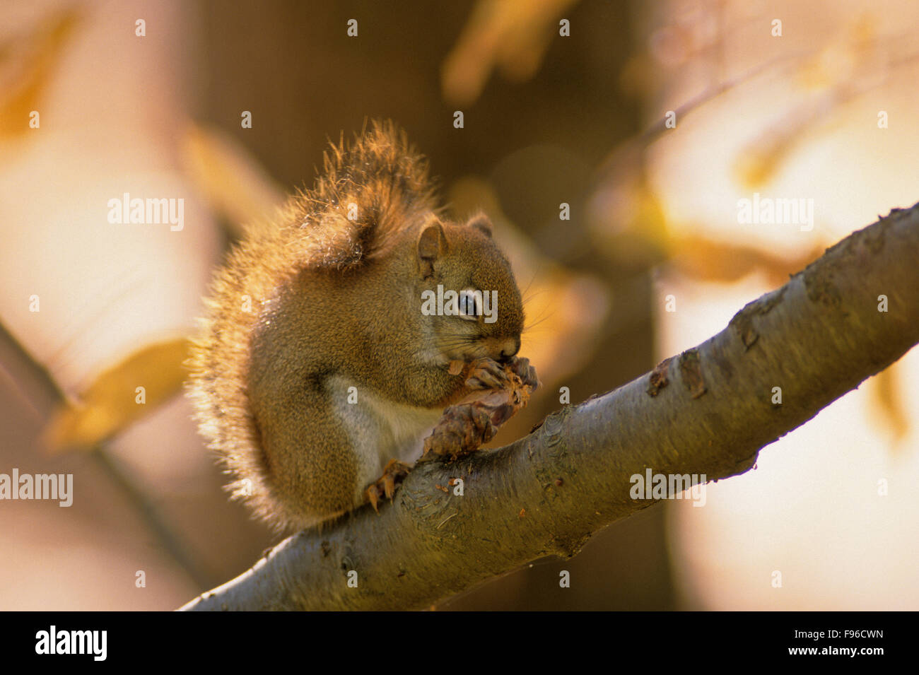 Squirrel burying nuts hi-res stock photography and images - Alamy