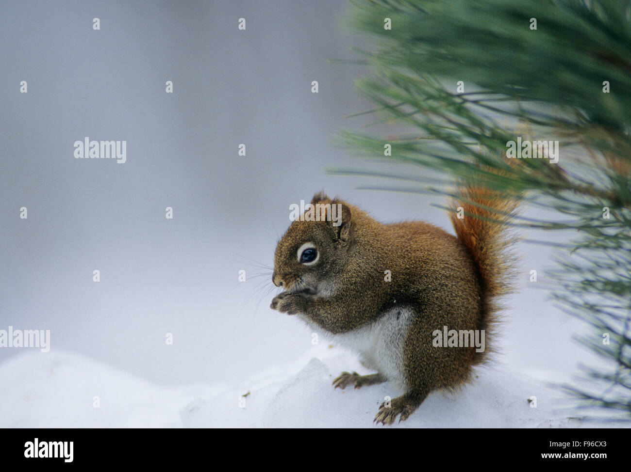 Squirrel burying nuts hi-res stock photography and images - Alamy