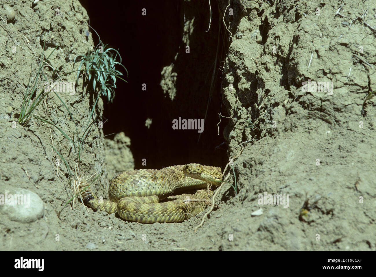 Hibernaculum hi-res stock photography and images - Alamy