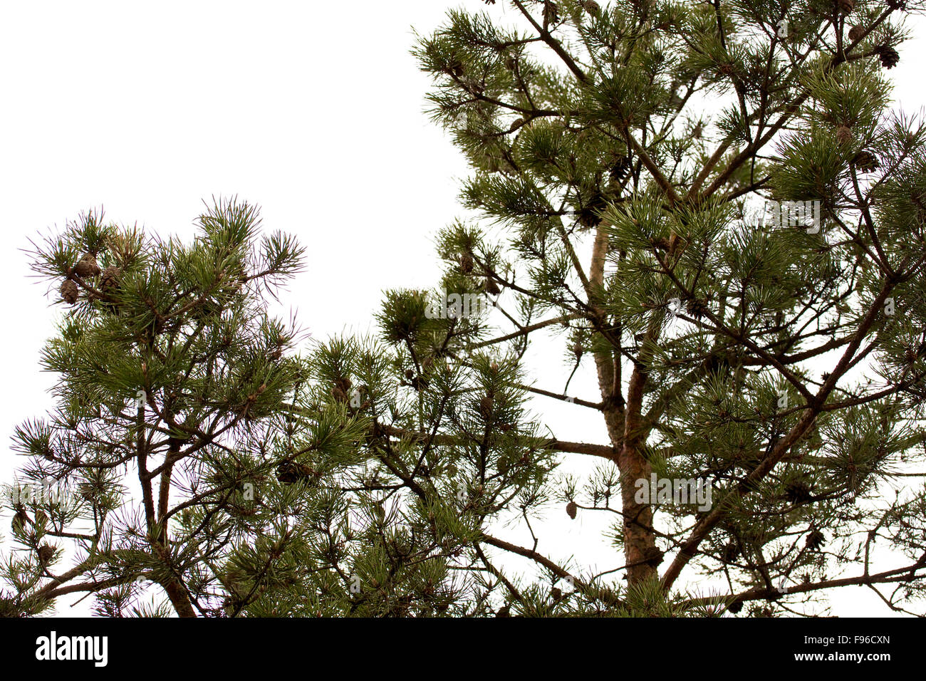 Young pine tree branch Stock Photo - Alamy
