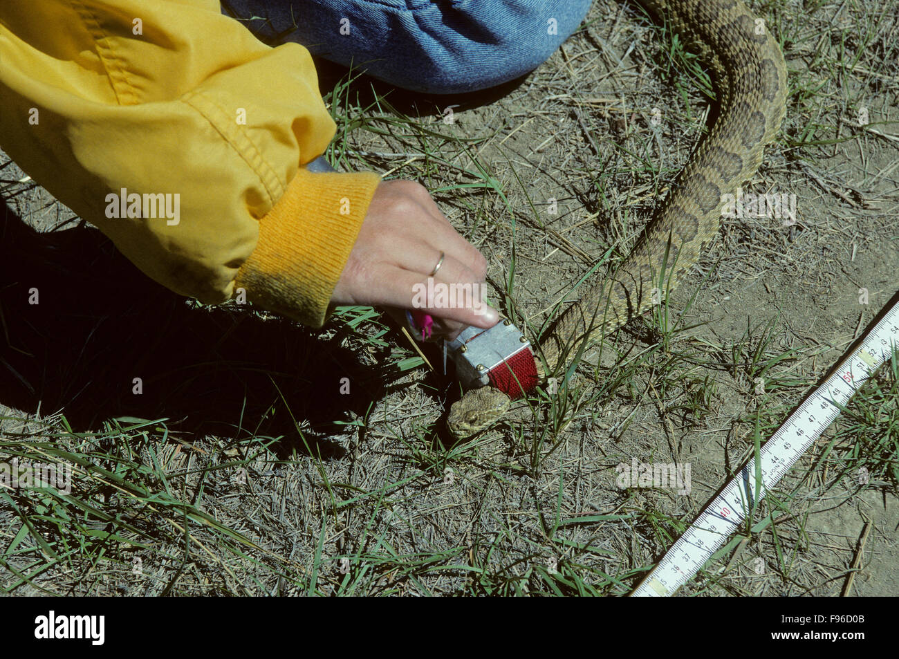 Prairie Rattlesnake (Crotalus viridis) Adult (Western & Plains ...