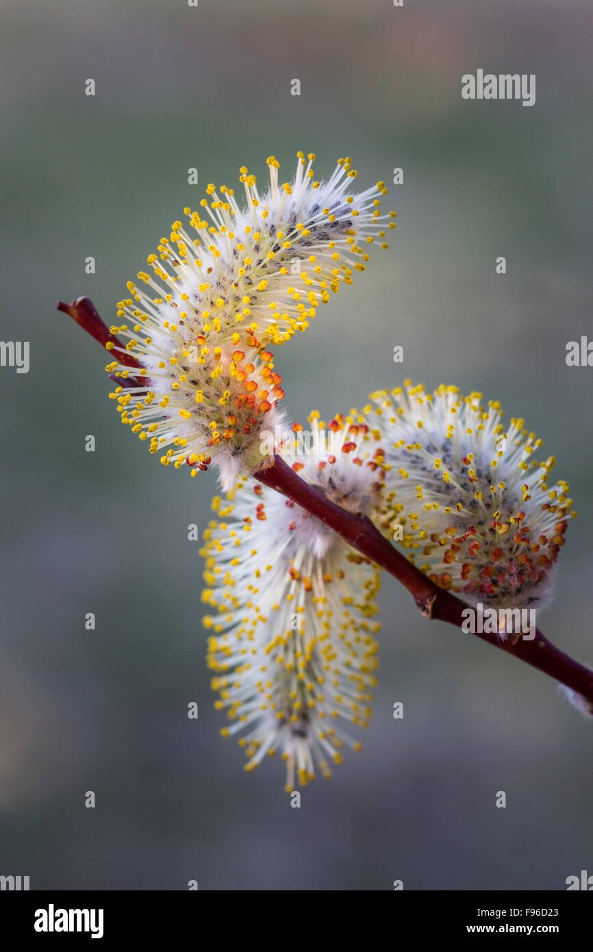 Willow catkins hi-res stock photography and images - Alamy