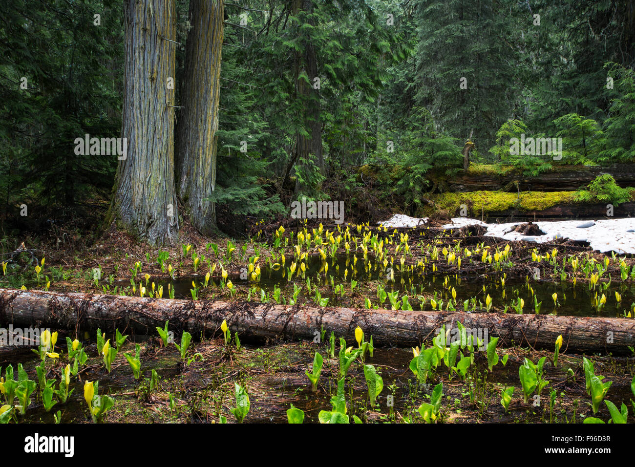 Canada ancient forest hi-res stock photography and images - Alamy