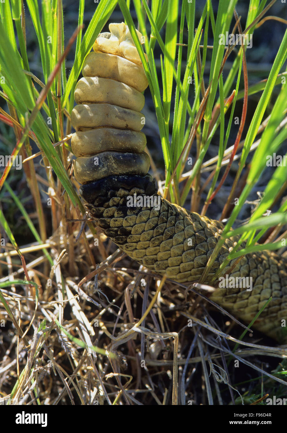 Prairie Rattlesnake (Crotalus viridis) Adult (Western & Plains ...