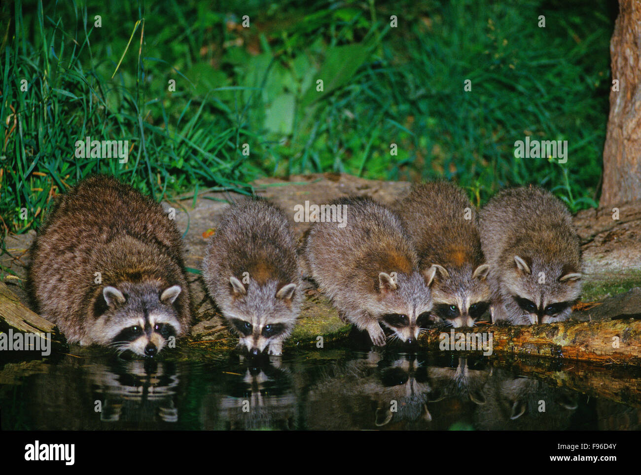 Raccoon (procyon lotor) Adult Female with Kits drinking from backyard ...