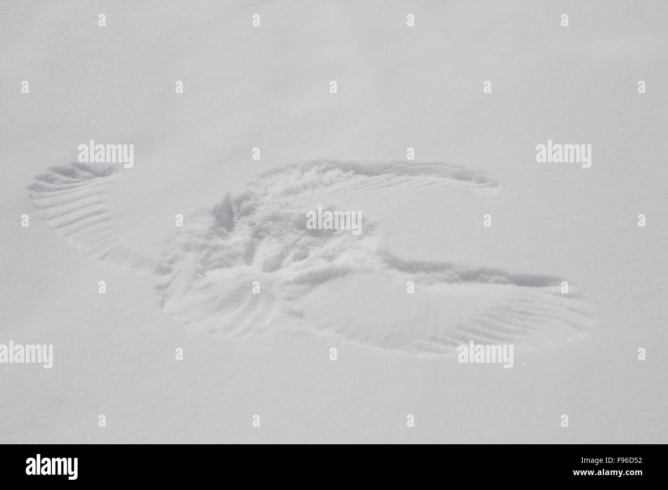 Snow Imprint of Great Horned Owl (Bubo virginianus) catching prey in ...