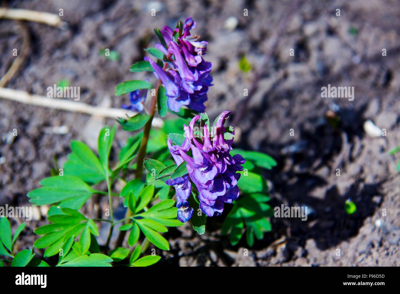 Floral background of first spring flowers close up Stock Photo - Alamy
