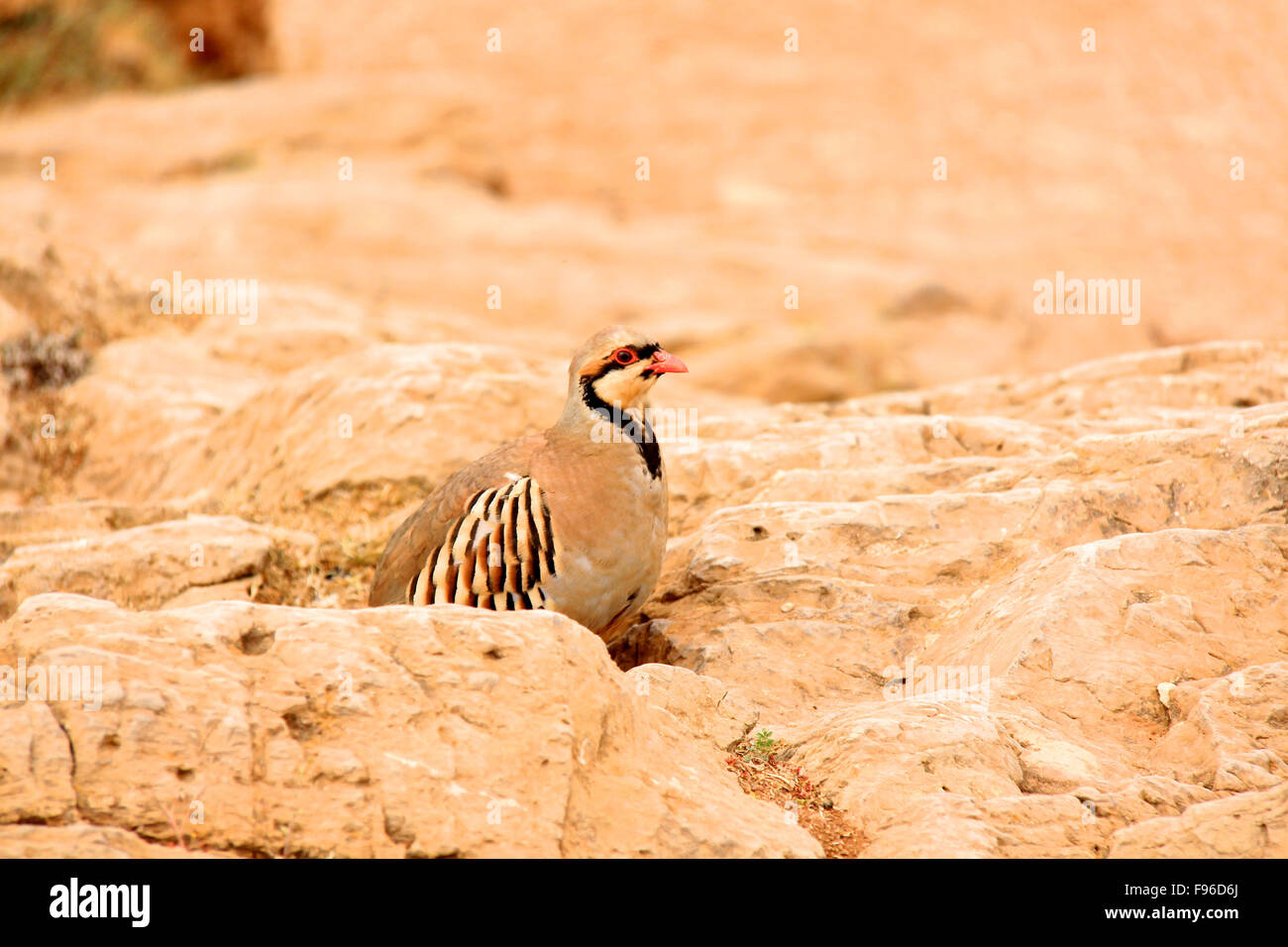 partridge during one hunted in nature Stock Photo - Alamy