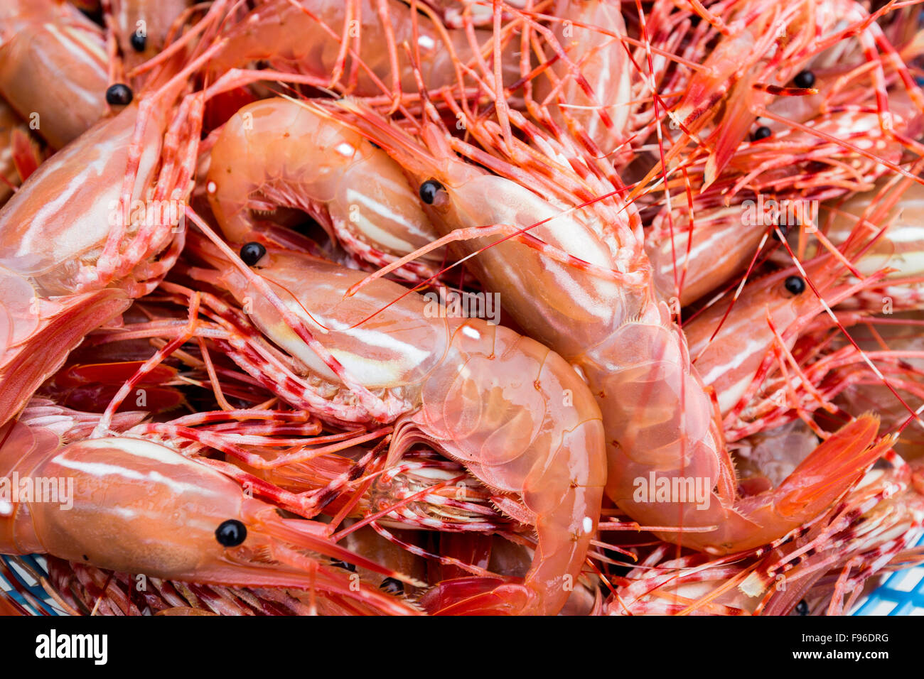 British Columbia, Canada, central coast, Great Bear Rainforest, shrimp ...