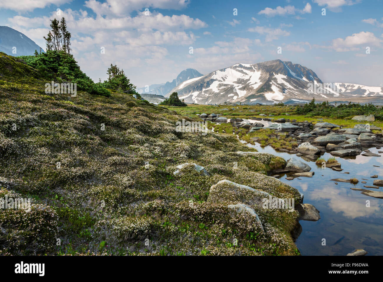 British Columbia, Canada, Charlotte Alplands, Chilcotin region, white ...