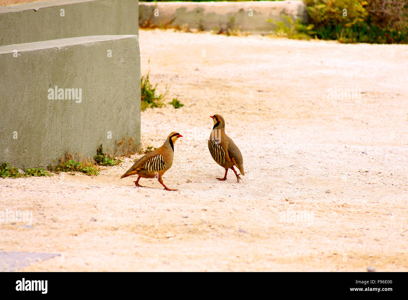 partridge during one hunted in nature Stock Photo - Alamy