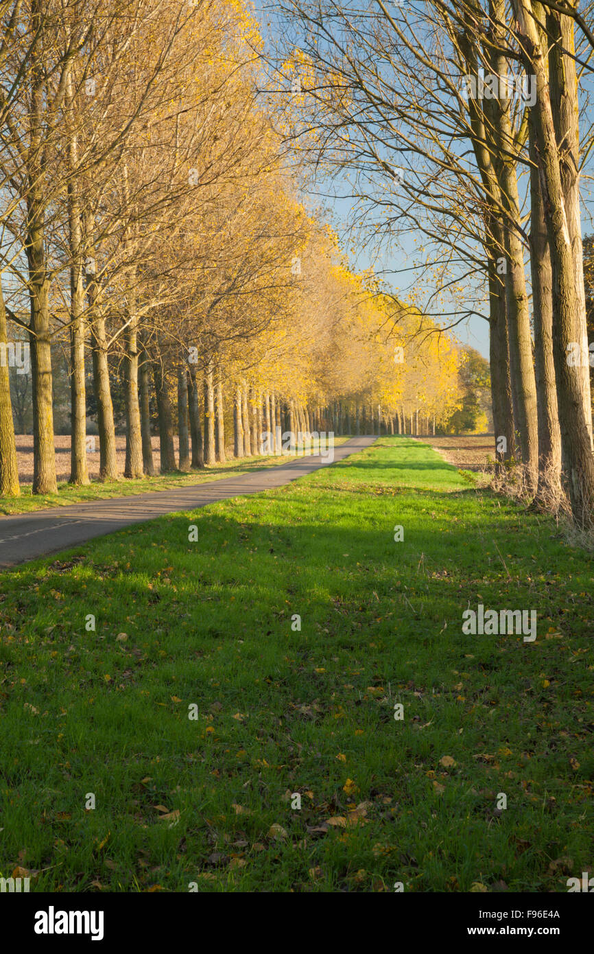 A belt of tall lime (Tilia) trees lining a straight, narrow country ...