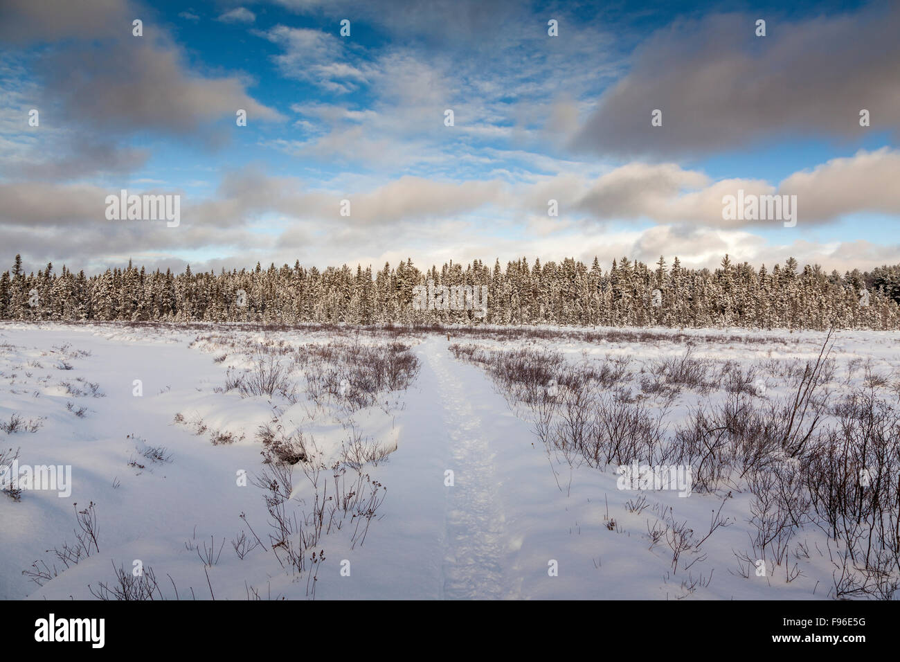 Spruce Bog Boardwalk High Resolution Stock Photography and Images - Alamy