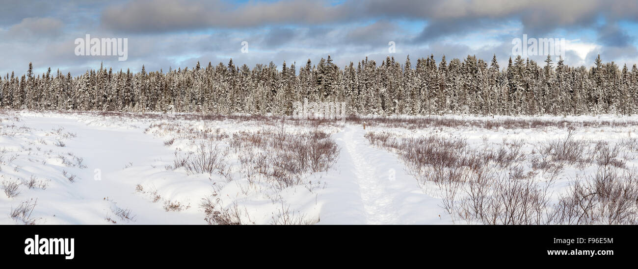 Spruce Bog Boardwalk High Resolution Stock Photography and Images - Alamy