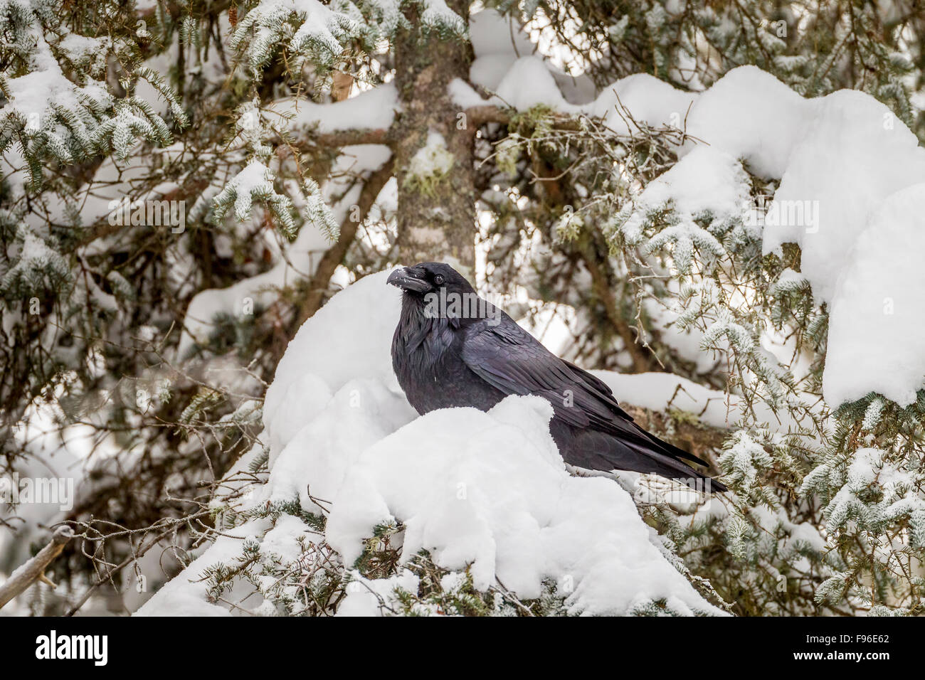 Raven snow hi-res stock photography and images - Alamy