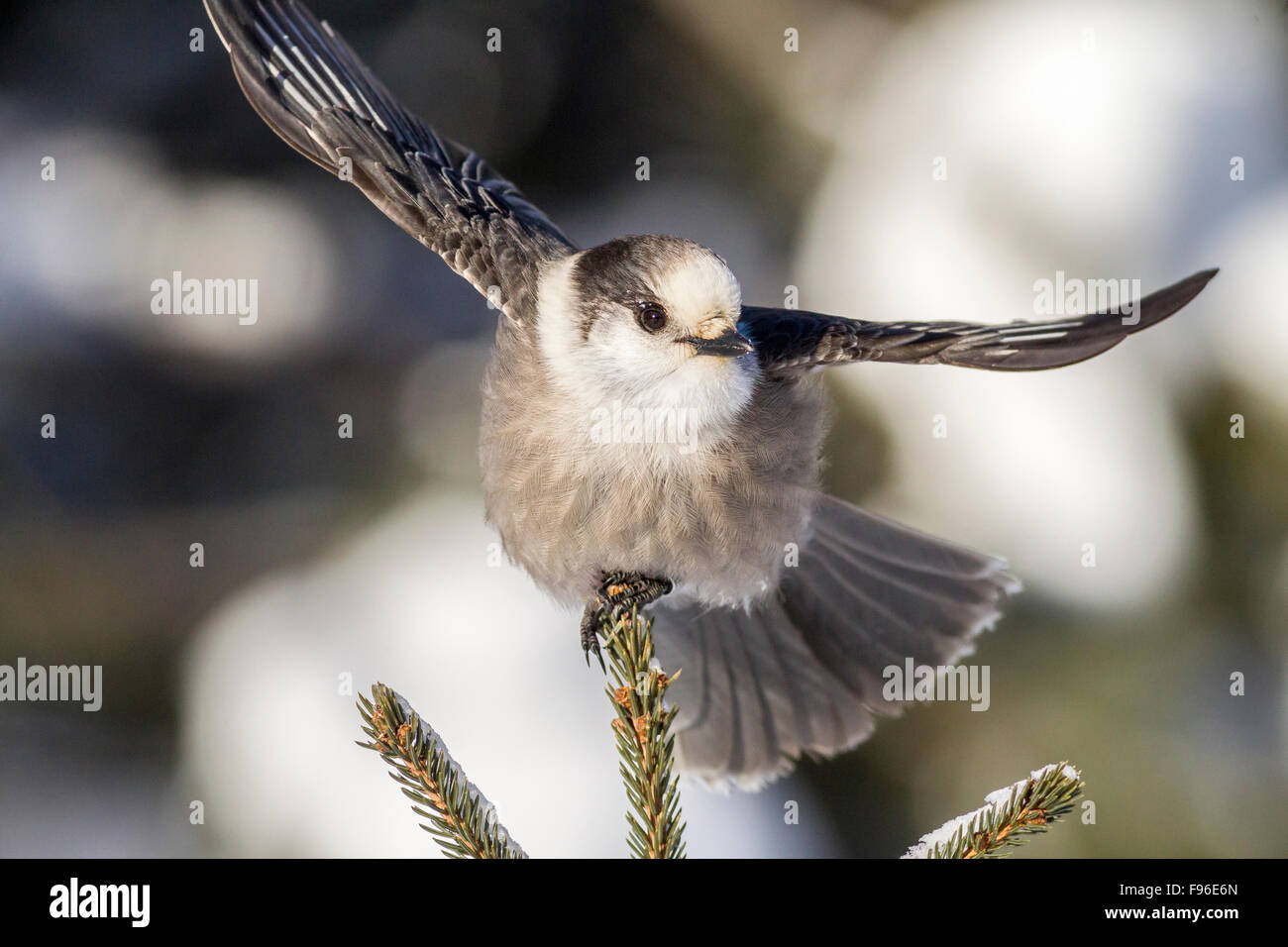 Perisoreus canadensis wings out hi-res stock photography and images - Alamy